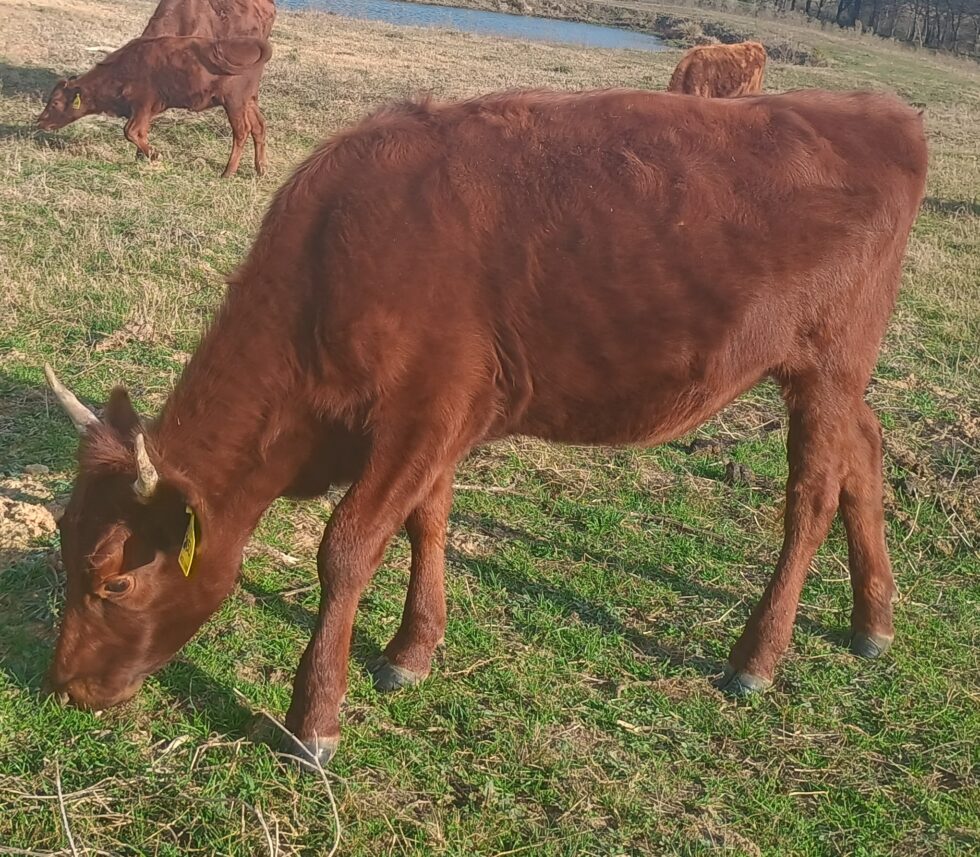Classifieds (Cattle for Sale) - American Milking Devon Cattle Association
